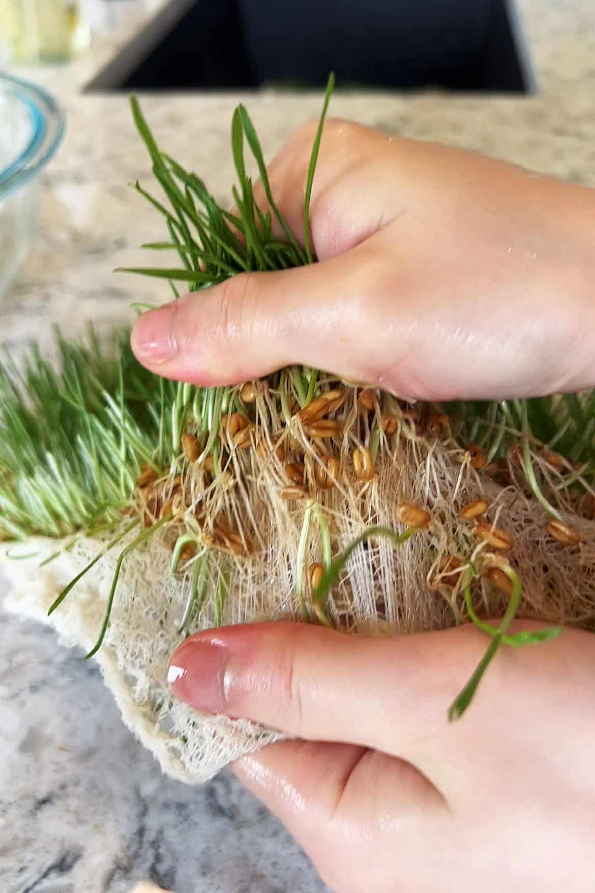 Vegan Honey Recipe (maltose syrup made from wheat grass)